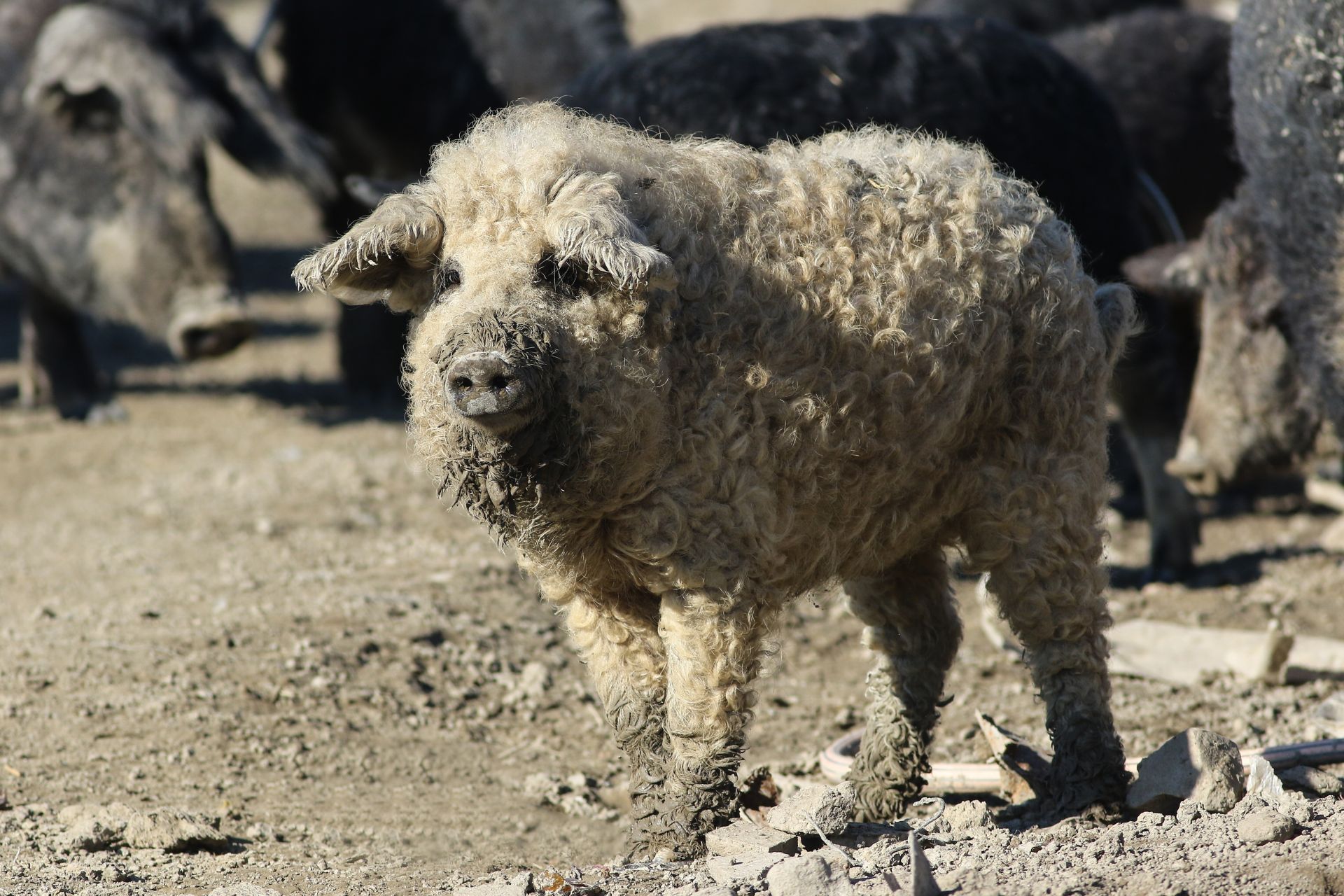 Mangalitza-Wollschwein und sein besonderes Fett
